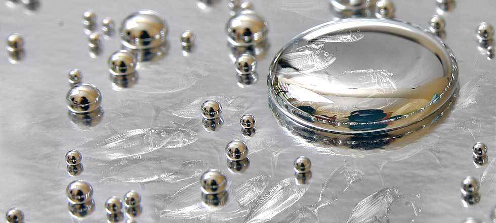 Simple Marine Biome Food Chain